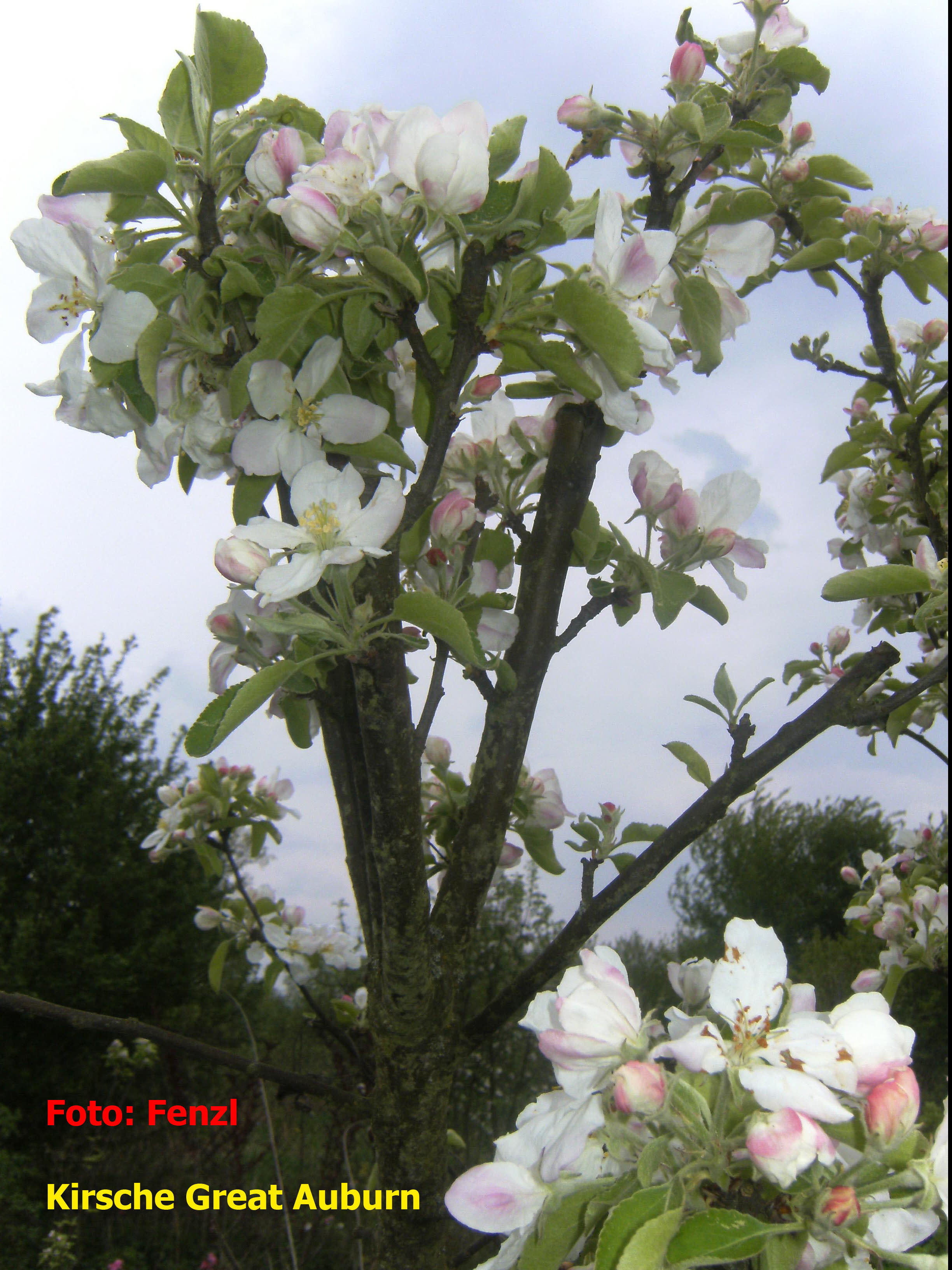Great Auburn Delicious rote Süsskirsche Buschbaum | K515