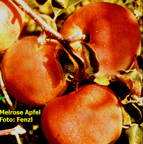 Melrose Apfel Buschbaum | A105