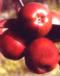 Jonathan Apfel Buschbaum | A225