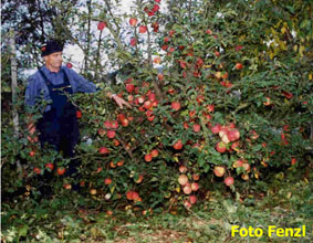 Katija Balsgaard Apfel Buschbaum | A035
