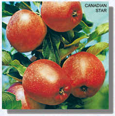 Canadian Star Apfel Buschbaum | A055