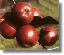 Jonathan Apfel Buschbaum | A225