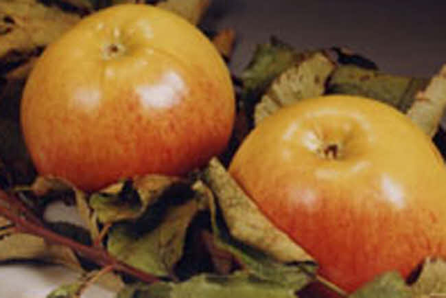 Landsberger Renette Apfel Buschbaum | A130