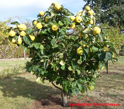 Toronto Birnenquitte Buschbaum | S775